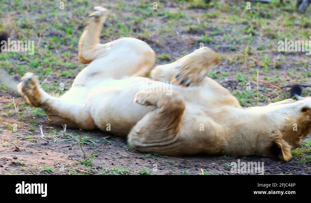 Female lion roar Stock Videos & Footage - HD and 4K Video Clips - Alamy