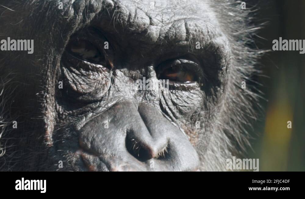 Chimpanzee face looking up Stock Videos & Footage - HD and 4K Video ...
