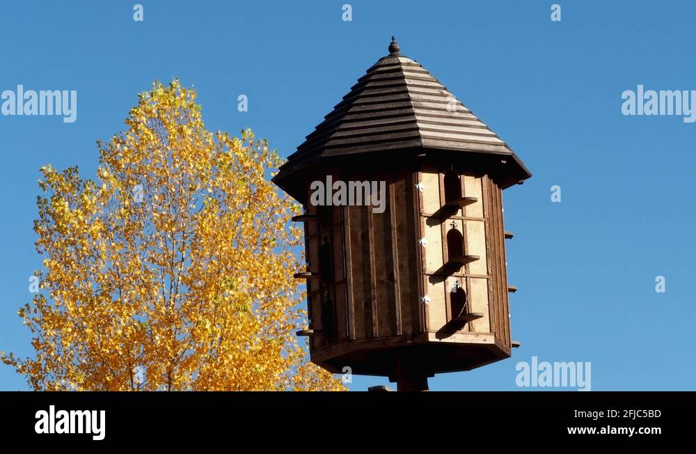 Farm dovecote Stock Videos & Footage - HD and 4K Video Clips - Alamy