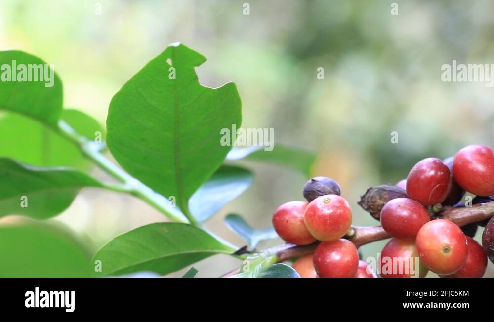 Ripe coffee bean Stock Videos & Footage - HD and 4K Video Clips - Alamy