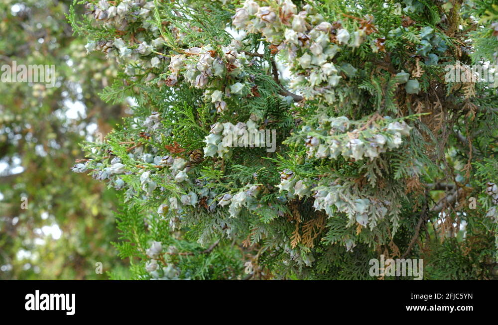Biota orientalis Stock Videos & Footage - HD and 4K Video Clips - Alamy