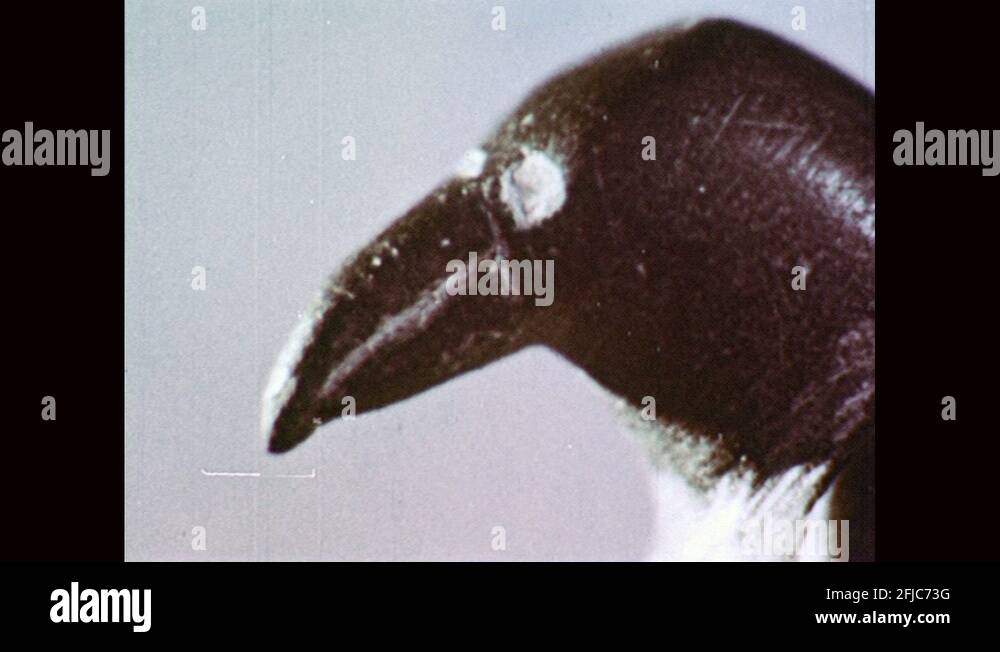 1950s: Statue of raven. Statue of seagull. Statue of raven opens mouth ...