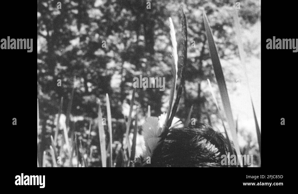 Youth over guns gun Stock Videos & Footage - HD and 4K Video Clips - Alamy