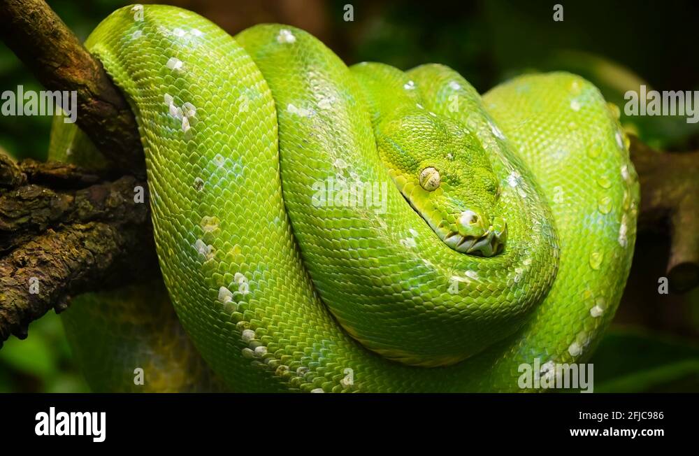 Green tree python chondropython viridis Stock Videos & Footage - HD and ...