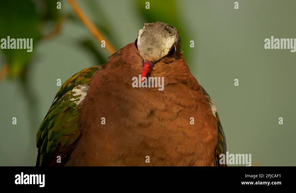 Java dove Stock Videos & Footage - HD and 4K Video Clips - Alamy