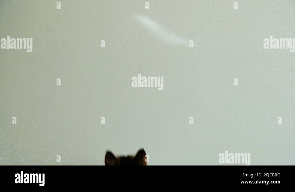 Cat light beam Stock Videos & Footage - HD and 4K Video Clips - Alamy