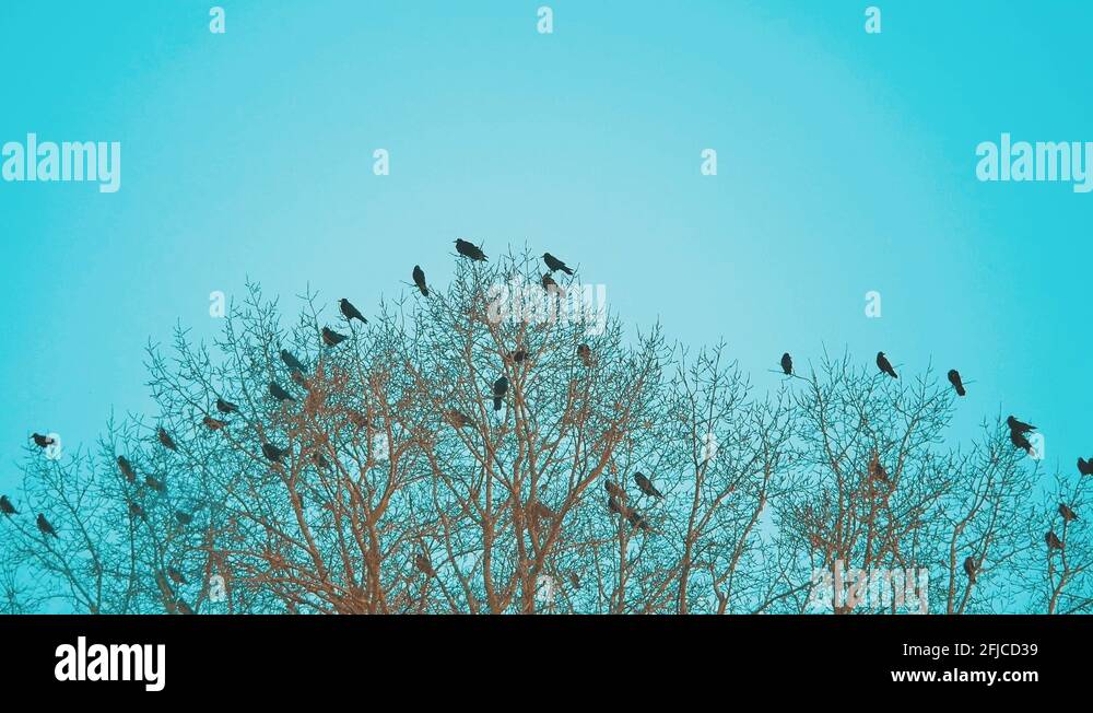 flock autumn of birds crows blue sky taking off from a tree. a flock of ...