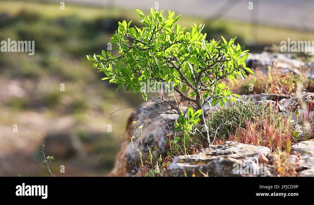 Little life on earth Stock Videos & Footage - HD and 4K Video Clips - Alamy