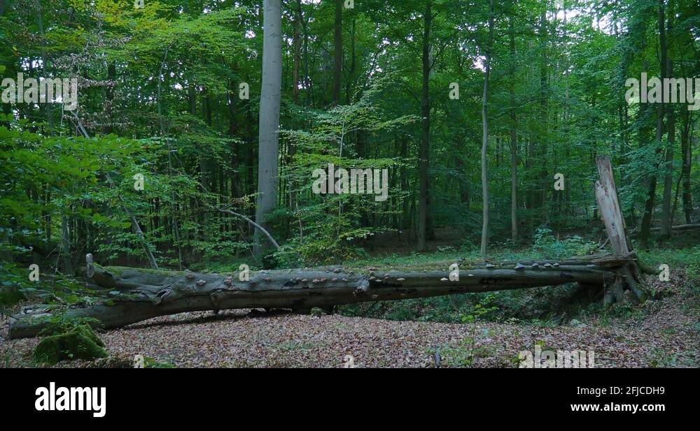 Fallen beech tree trunk Stock Videos & Footage - HD and 4K Video Clips ...