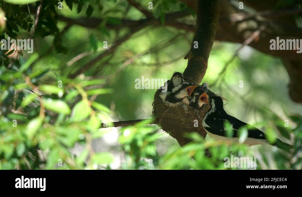 Australian magpie nest Stock Videos & Footage - HD and 4K Video Clips ...
