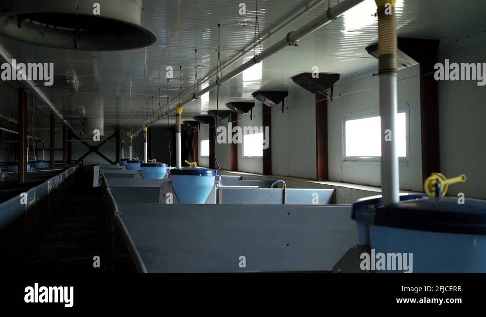 Commercial pig farm Stock Videos & Footage - HD and 4K Video Clips - Alamy