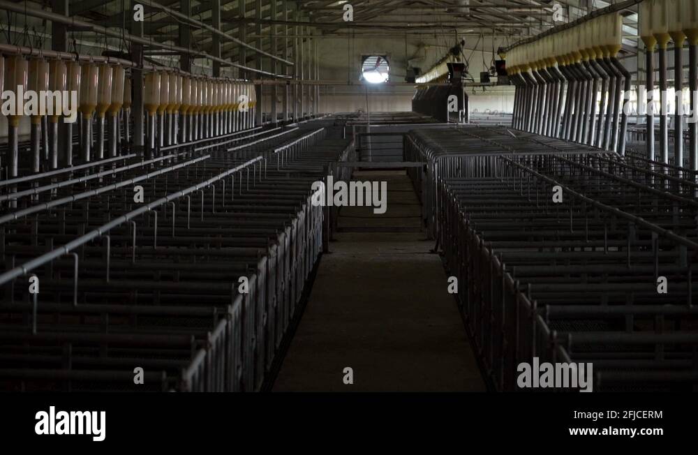 Breeding room Stock Videos & Footage - HD and 4K Video Clips - Alamy