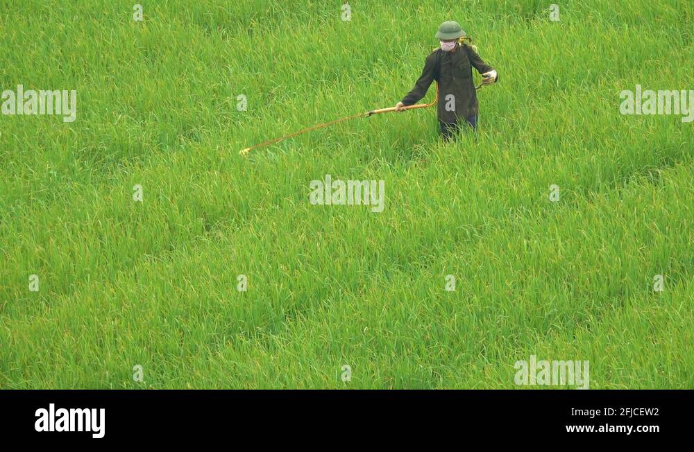 Rice herbicide spraying Stock Videos & Footage - HD and 4K Video Clips ...