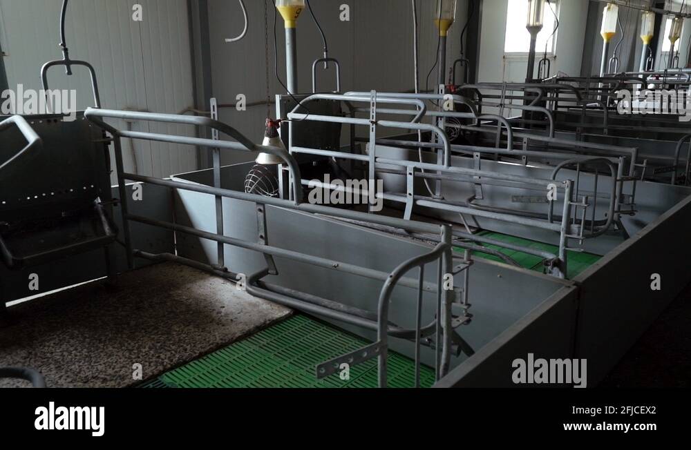Pig farm pens Stock Videos & Footage - HD and 4K Video Clips - Alamy