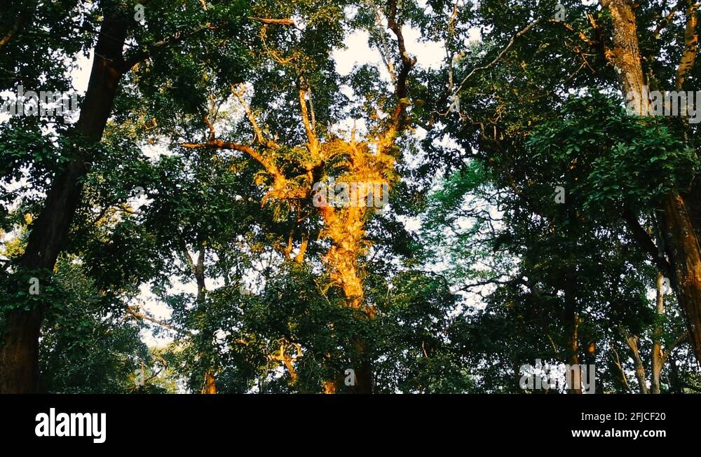 Vegetation trees tree Stock Videos & Footage - HD and 4K Video Clips ...