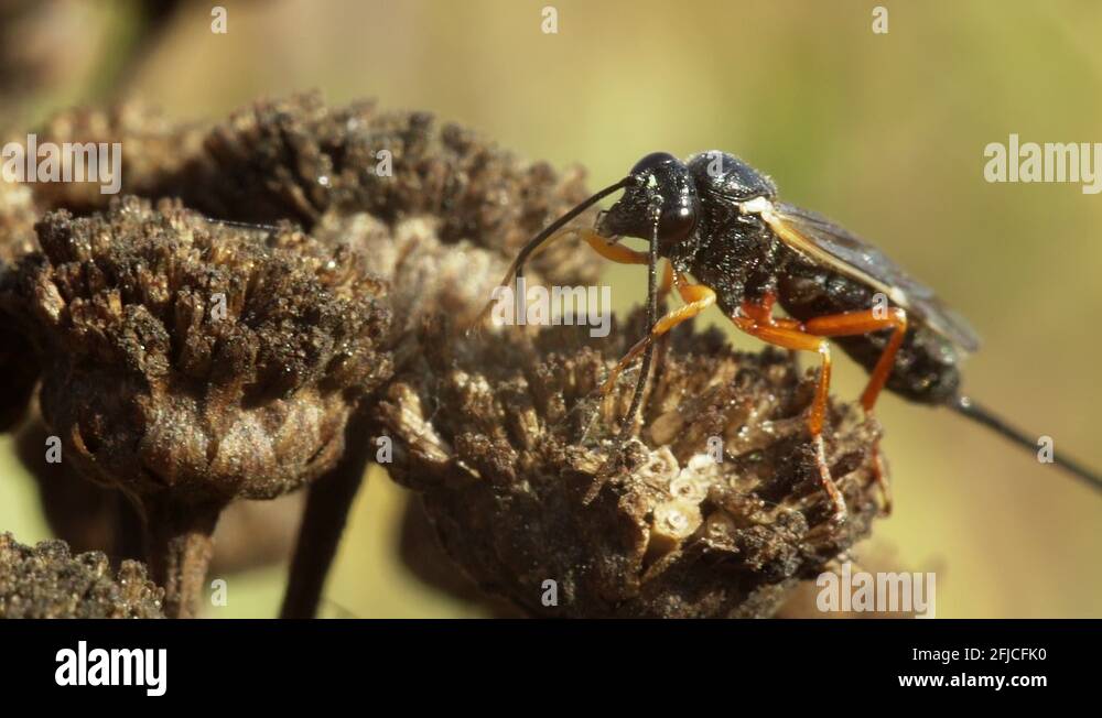 Sleep wasp Stock Videos & Footage - HD and 4K Video Clips - Alamy