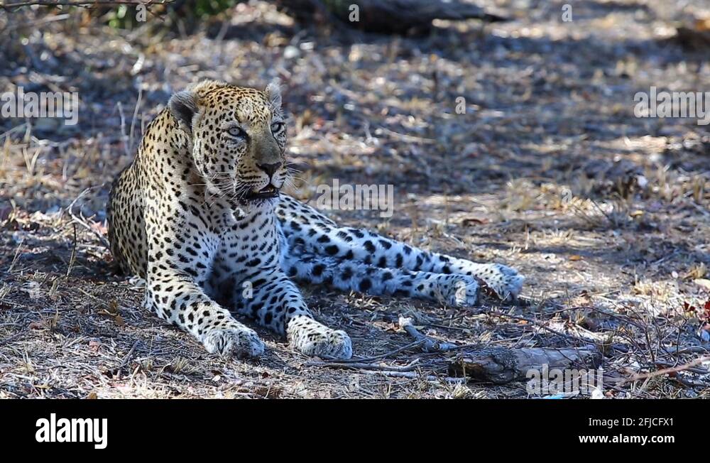 Leopard growling Stock Videos & Footage - HD and 4K Video Clips - Alamy