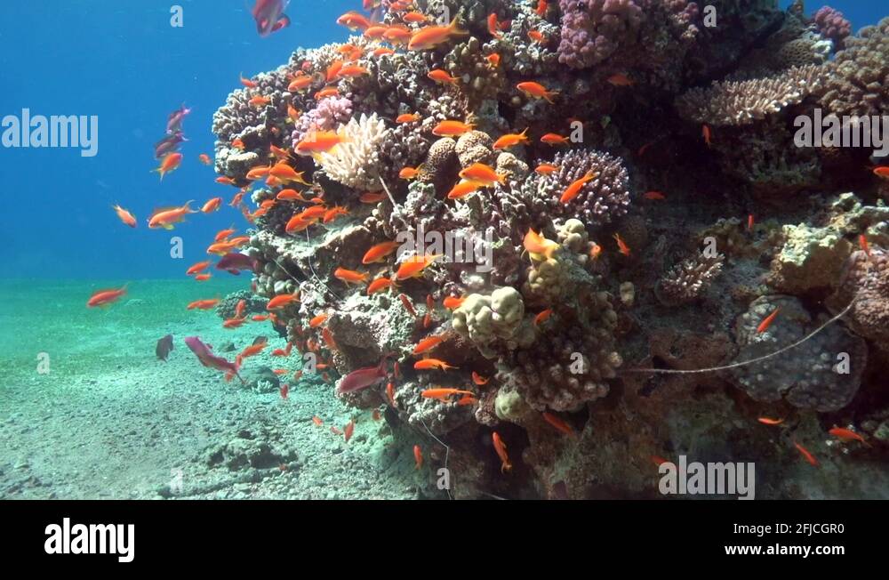 Gulf red sea Stock Videos & Footage - HD and 4K Video Clips - Alamy