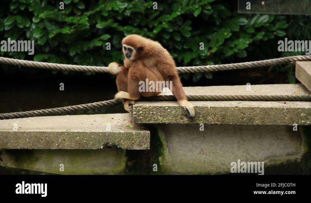 Lar gibbon monkey sitting, walking over rope and swinging in zoo Stock ...
