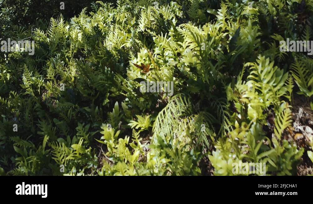 Ground ferns Stock Videos & Footage - HD and 4K Video Clips - Alamy