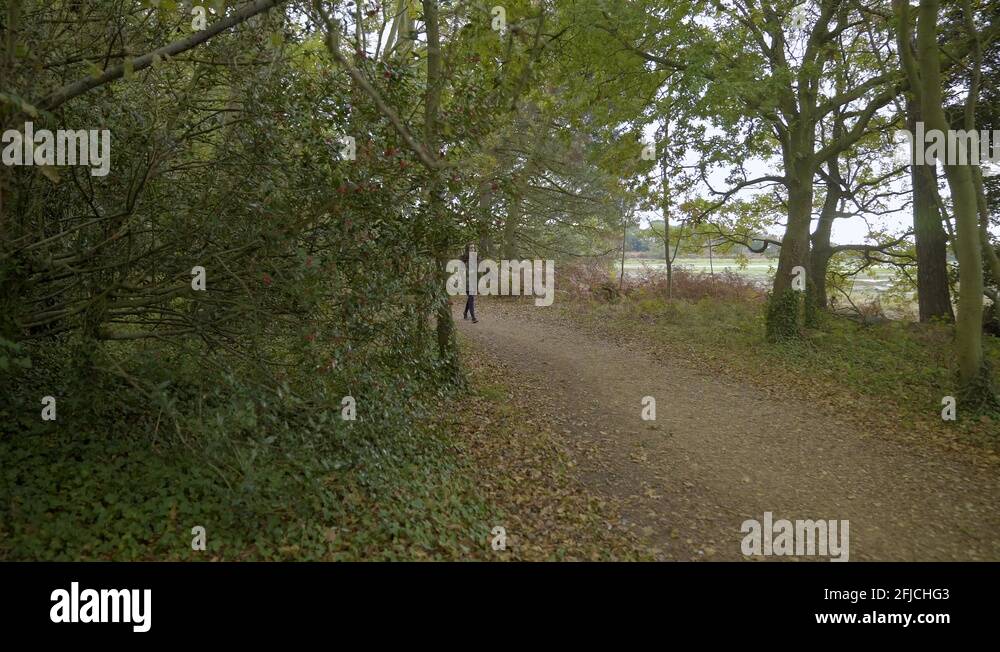 One woman back view walking woods Stock Videos & Footage - HD and 4K ...