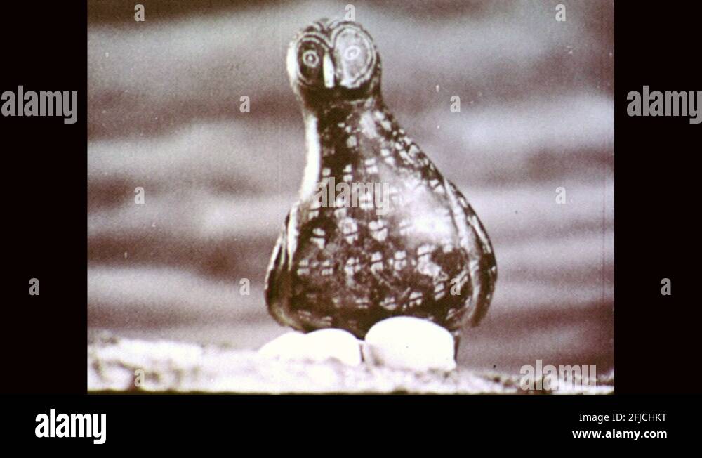 Talking raven Stock Videos & Footage - HD and 4K Video Clips - Alamy