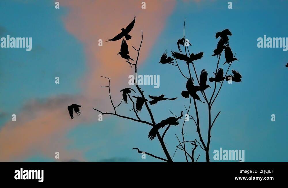 flock autumn of birds crows blue sky taking off from a tree. a flock of ...