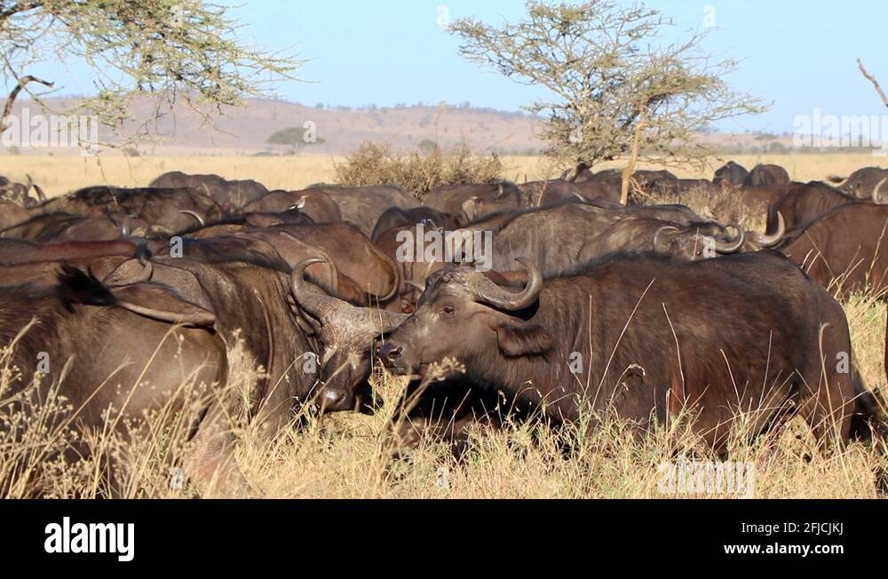 Cape buffalo serengeti national park Stock Videos & Footage - HD and 4K ...