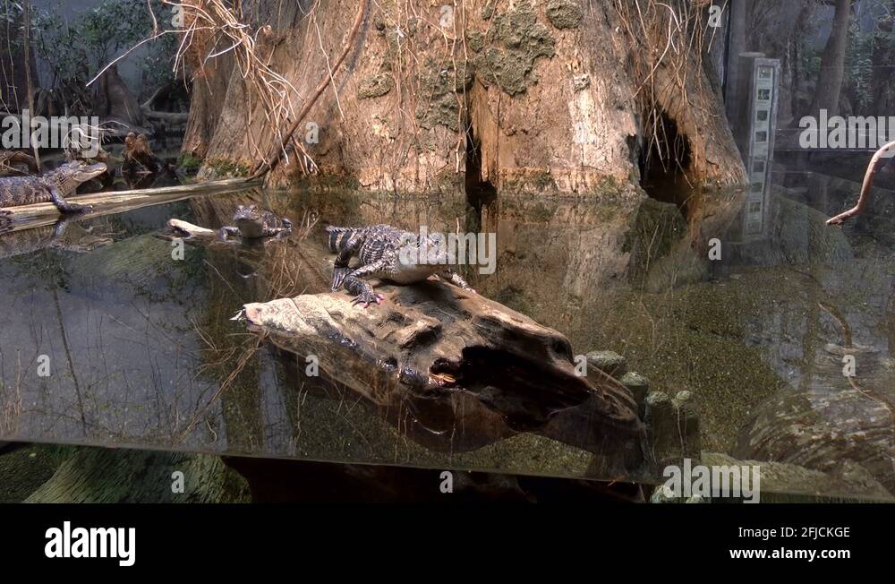 Log enclosure Stock Videos & Footage - HD and 4K Video Clips - Alamy