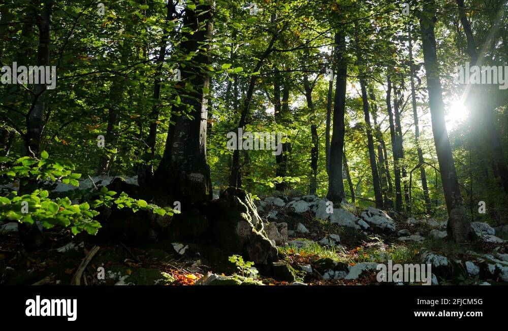 Grass moss rocks Stock Videos & Footage - HD and 4K Video Clips - Alamy