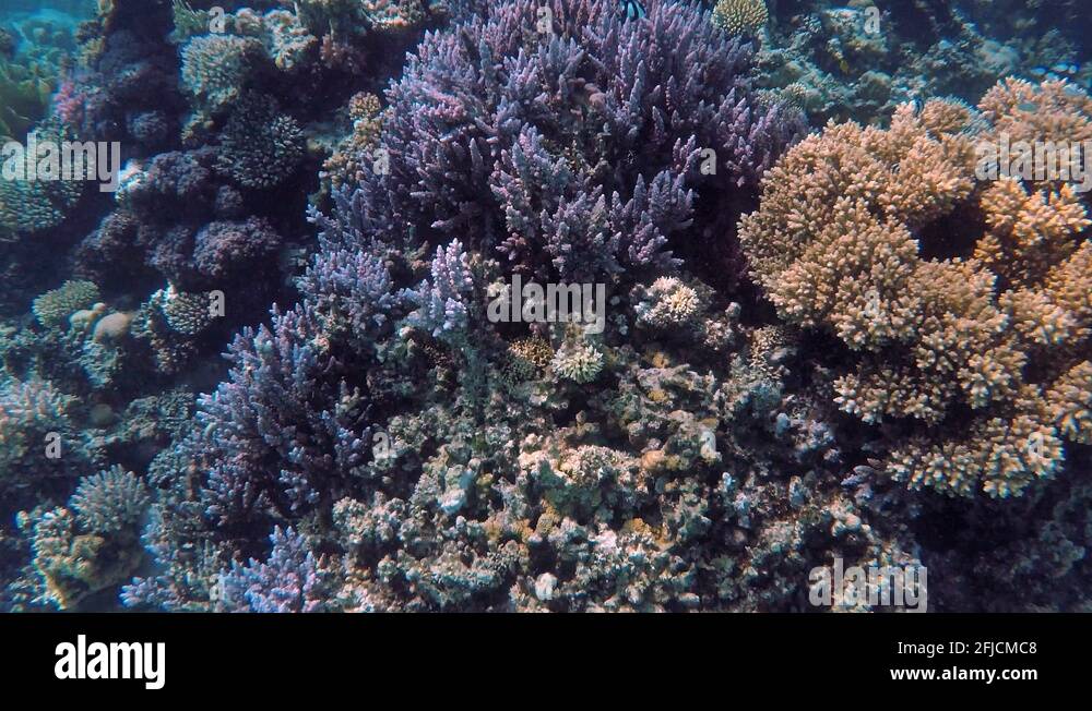 Coral on reef top Stock Videos & Footage - HD and 4K Video Clips - Alamy