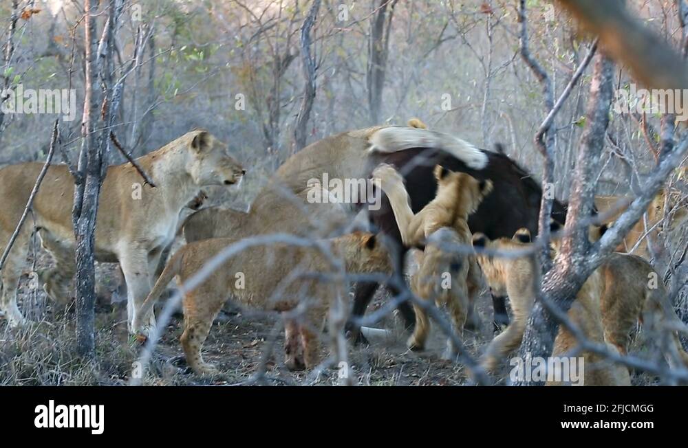 Animal behaviour action Stock Videos & Footage - HD and 4K Video Clips ...