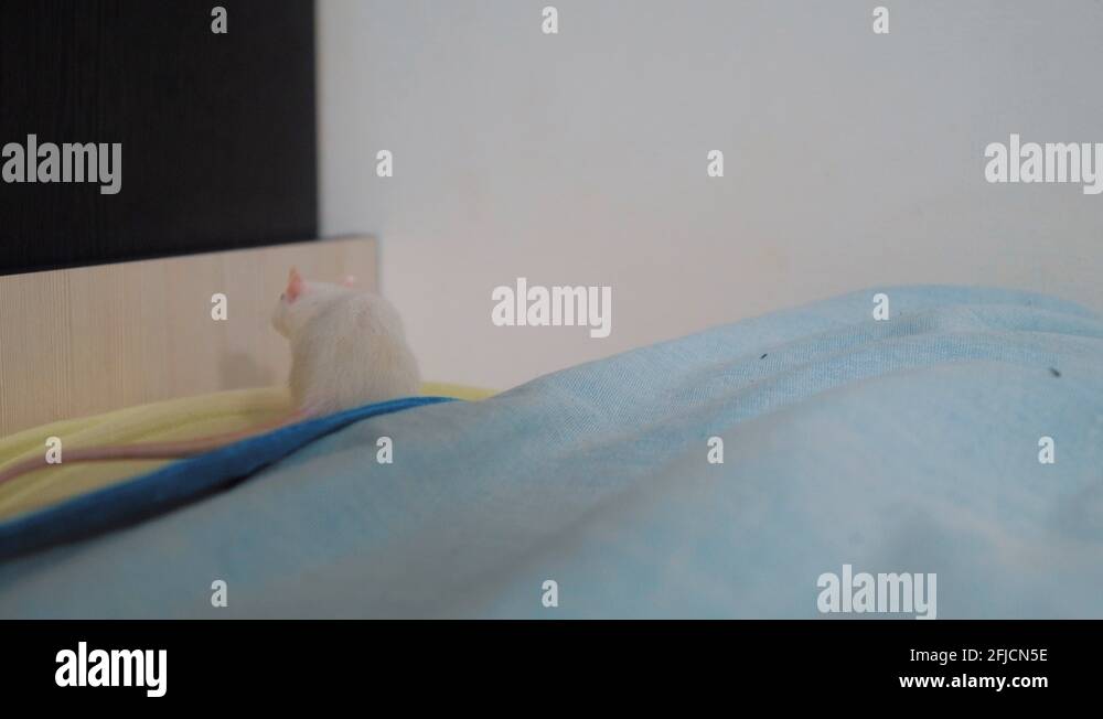 white laboratory rat background. white mouse rat running around the bed ...