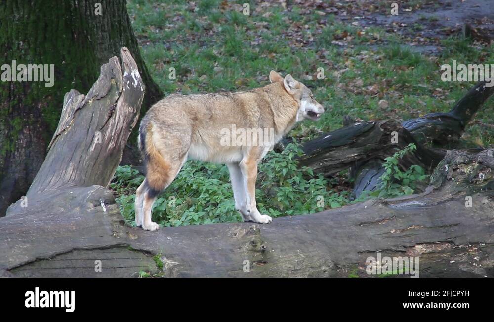 Wolf territory Stock Videos & Footage - HD and 4K Video Clips - Alamy