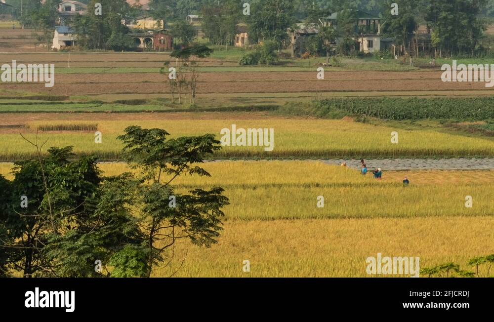 Nepali rice field Stock Videos & Footage - HD and 4K Video Clips - Alamy
