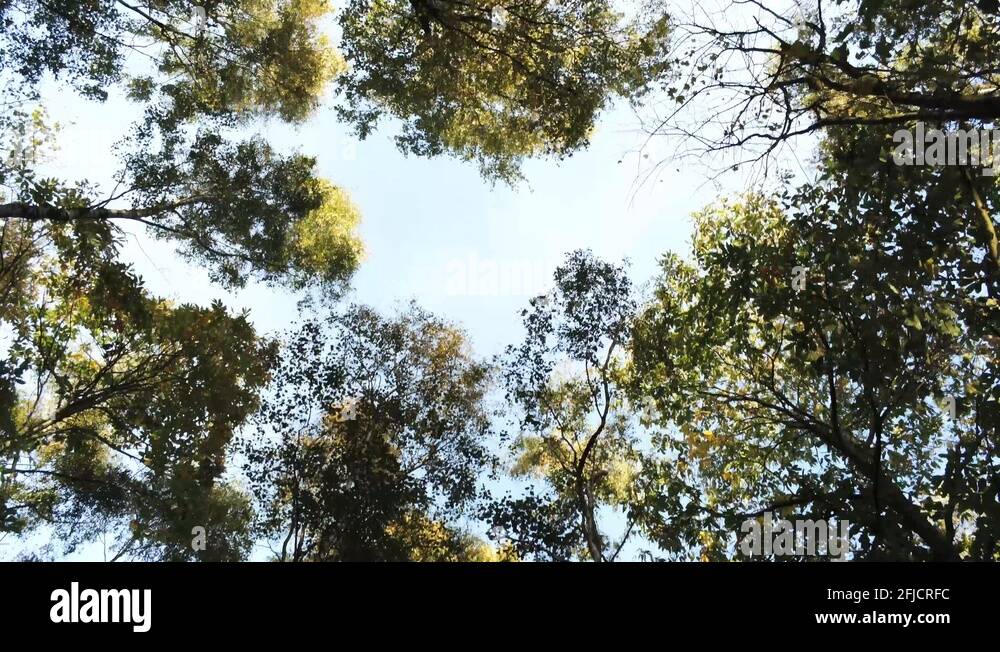 Looking up tree canopy Stock Videos & Footage - HD and 4K Video Clips ...