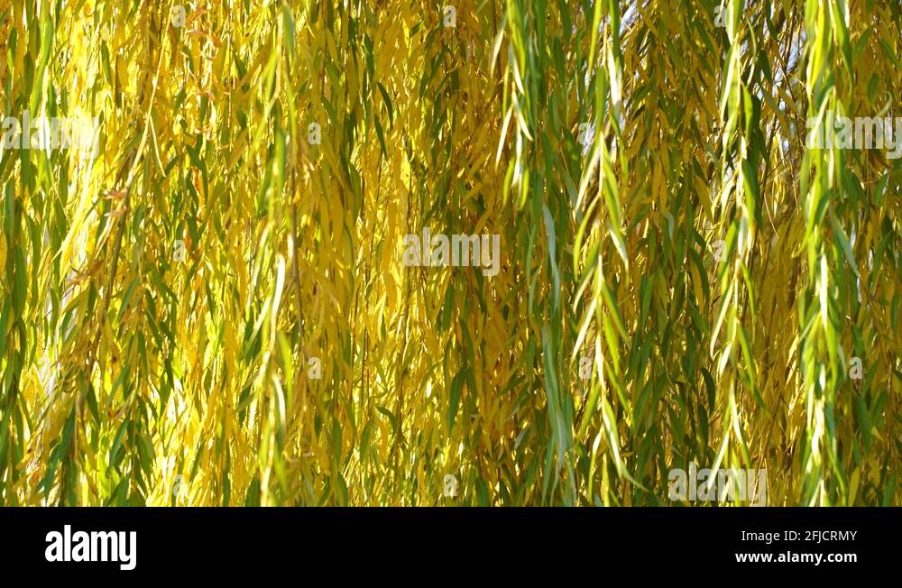 Line tree natural branches Stock Videos & Footage - HD and 4K Video ...
