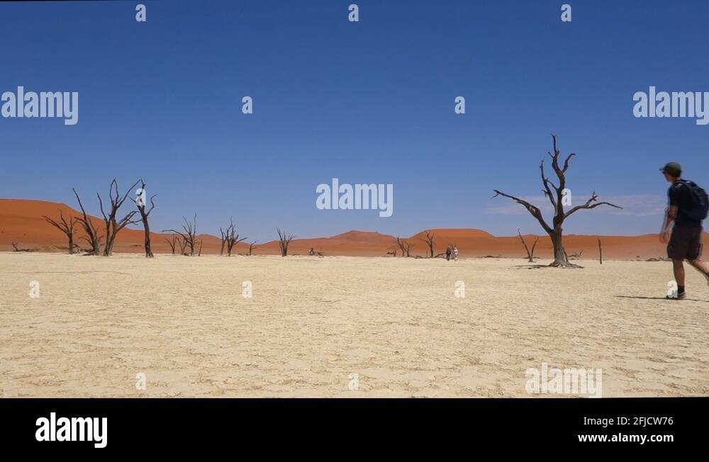 Death of trees Stock Videos & Footage - HD and 4K Video Clips - Alamy