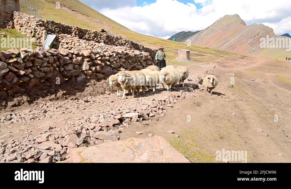 Peruvian shepherd Stock Videos & Footage - HD and 4K Video Clips - Alamy