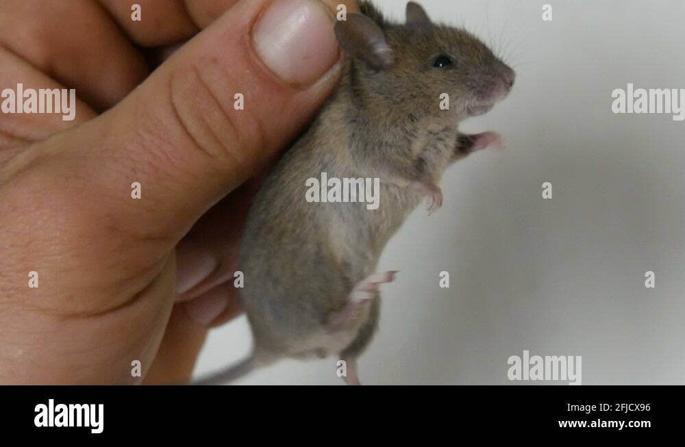 Hand holding mouse tail Stock Videos & Footage - HD and 4K Video Clips ...