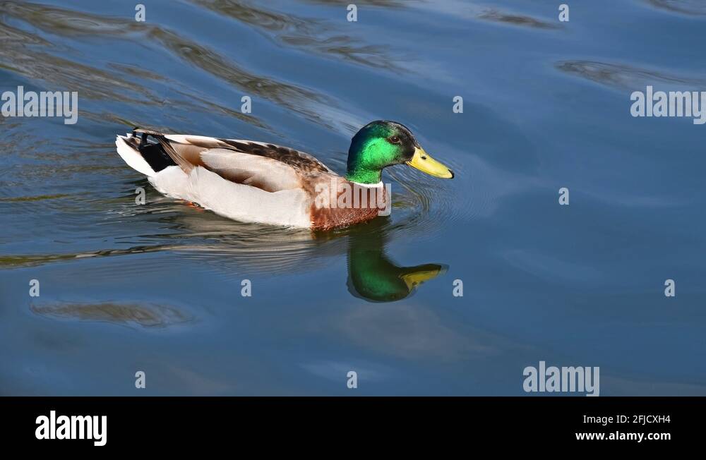 Mallard duck over water Stock Videos & Footage - HD and 4K Video Clips ...