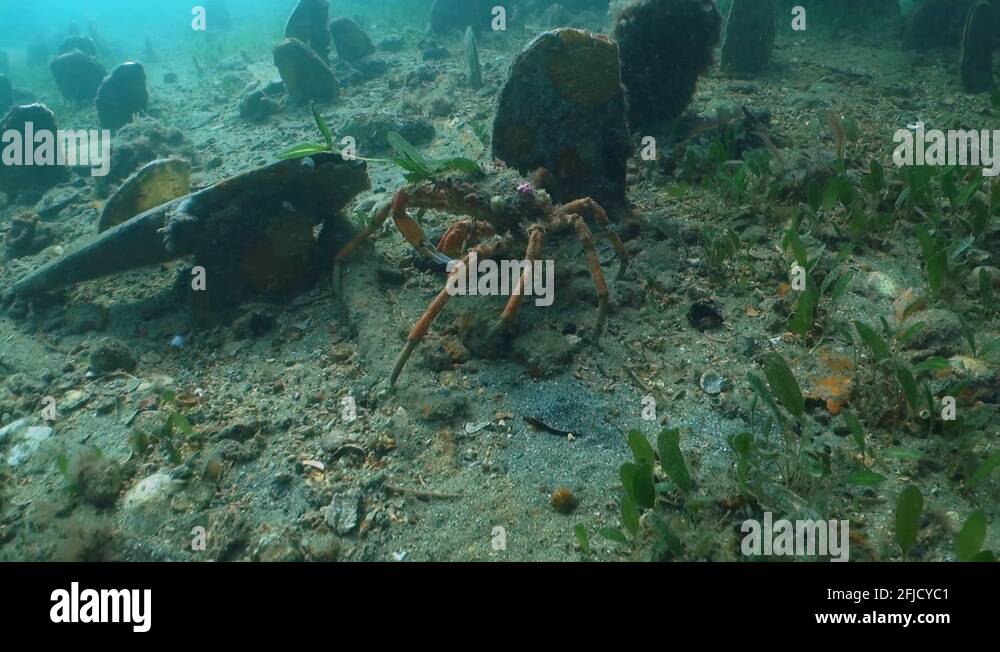 Razorshell Stock Videos & Footage - HD and 4K Video Clips - Alamy