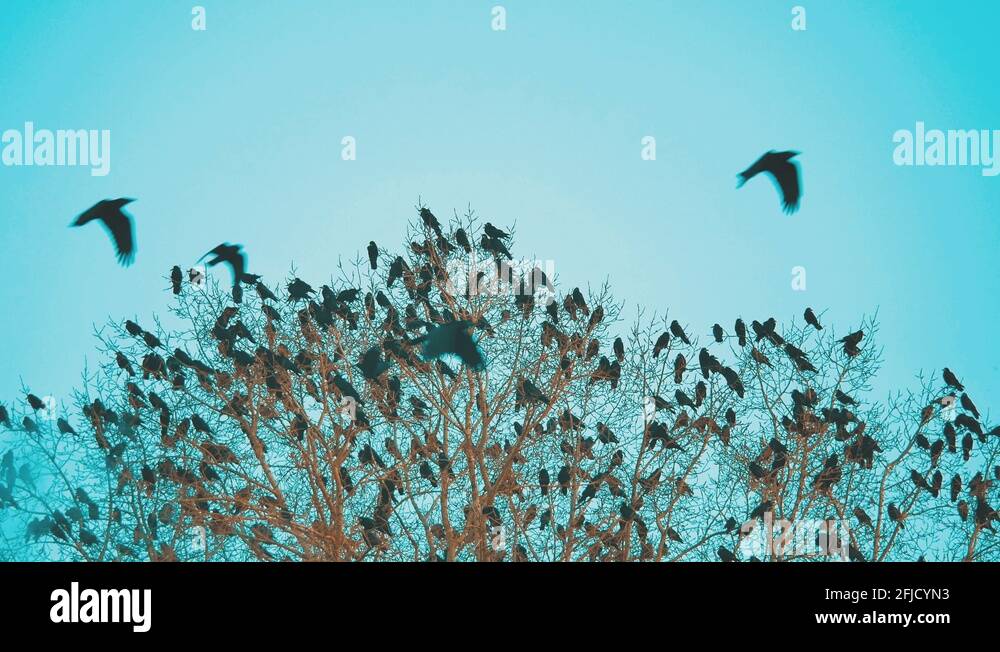 flock autumn of birds crows blue sky taking off from a tree. a flock of ...