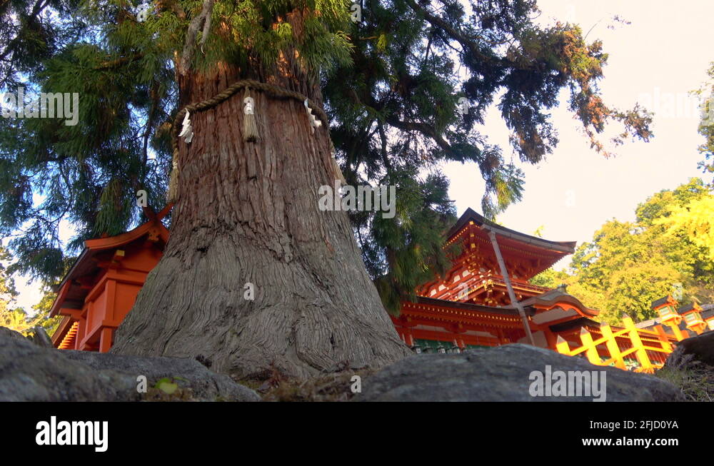 Sacred tree japan Stock Videos & Footage - HD and 4K Video Clips - Alamy