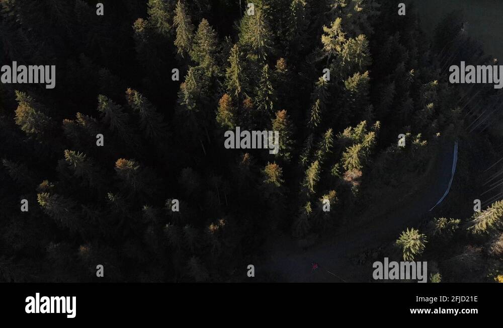 Boreal forest landscape fauna Stock Videos & Footage - HD and 4K Video Clips - Alamy