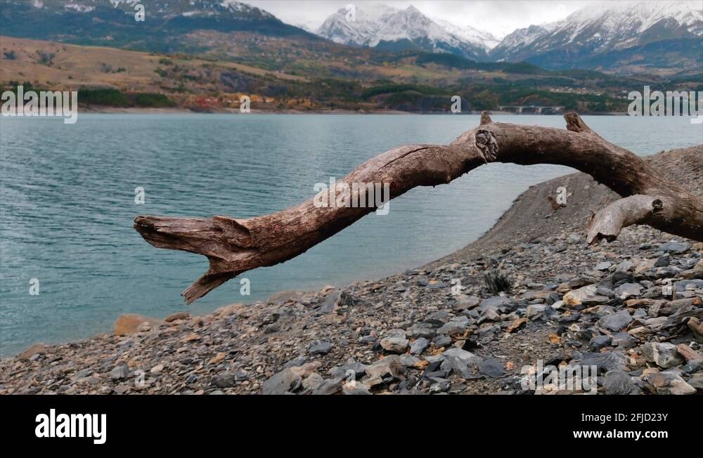 Dead fallen down tree Stock Videos & Footage - HD and 4K Video Clips ...