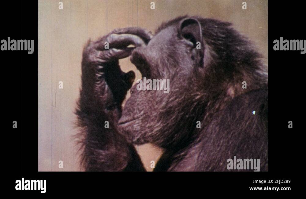 Chimpanzee lips Stock Videos & Footage - HD and 4K Video Clips - Alamy