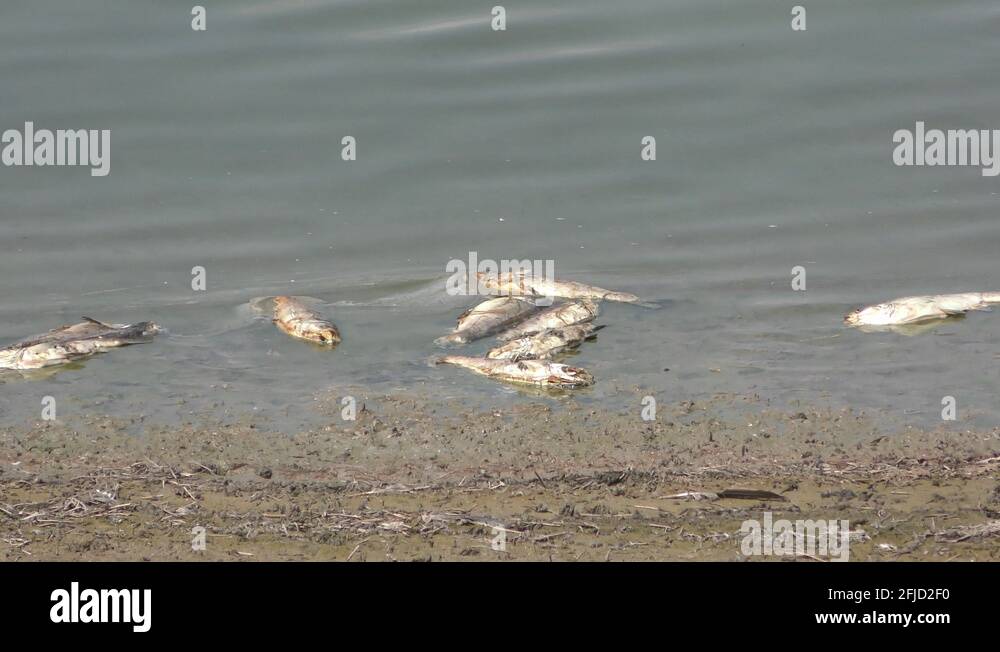 Dead fish, died from pollution, contamination, hot weather, low water ...