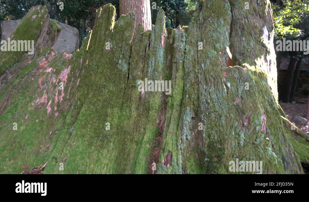 New Tree Growing Out of Old Mossy Stump at Ancient Shrine in Nara ...