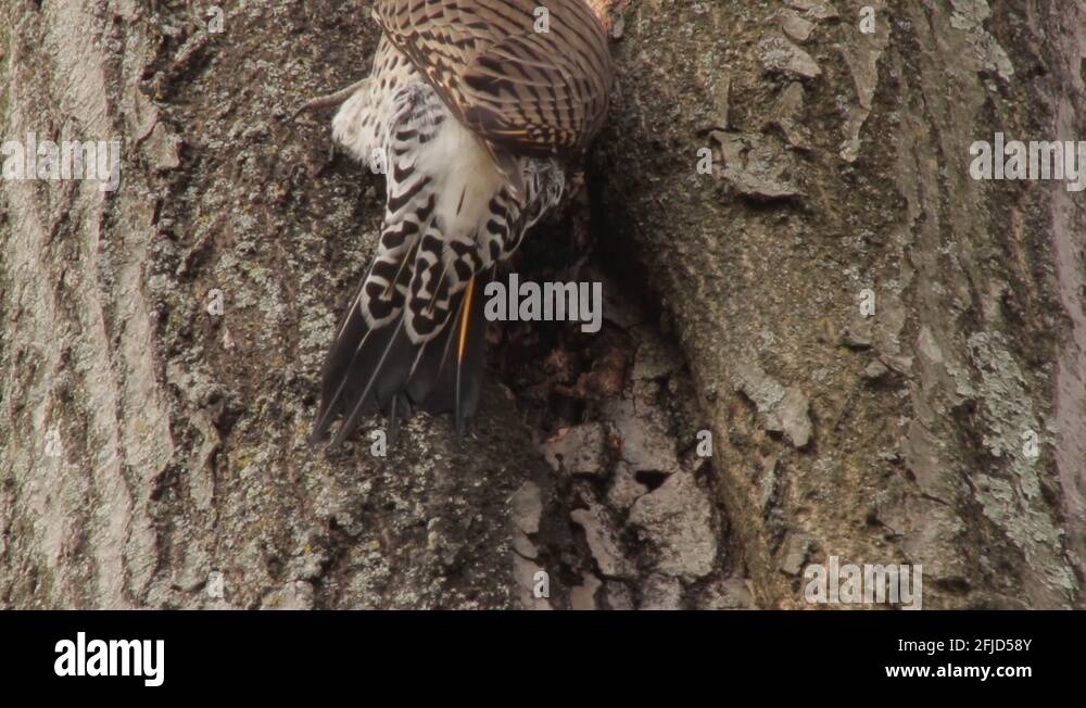 Northern flicker wing feathers Stock Videos & Footage - HD and 4K Video ...
